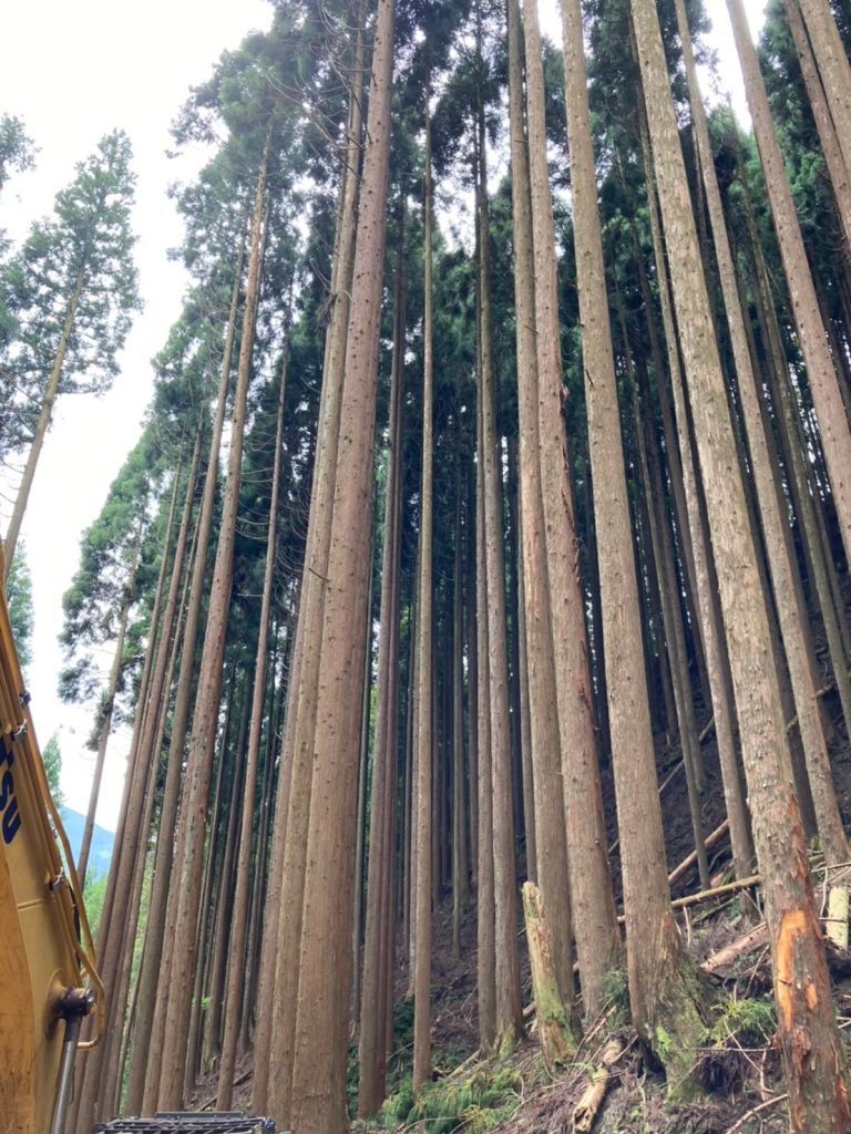 徳島の森をイチから整備！株式会社SOLABLEフォレスト ／ カーボンクレジット創出者インタビュー - Sustineri｜GHG算定 ...