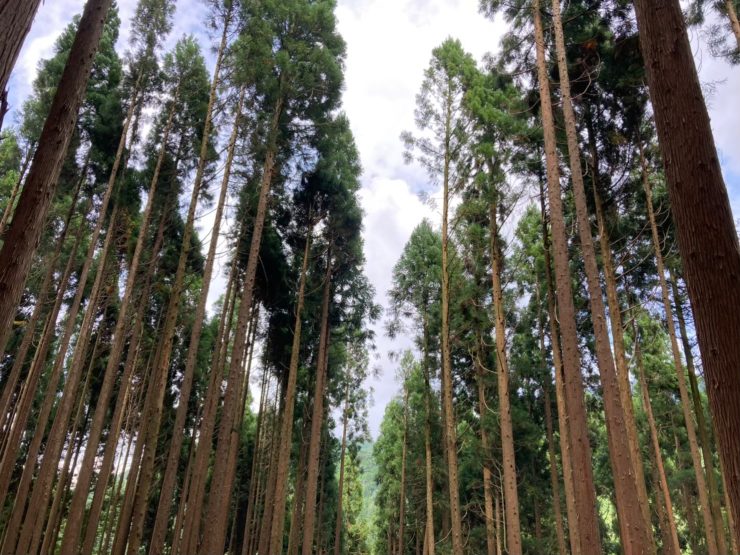 徳島の森をイチから整備！株式会社SOLABLEフォレスト ／ カーボンクレジット創出者インタビュー - Sustineri｜GHG算定 ...