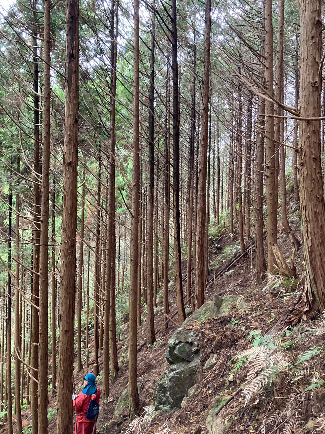 徳島の森をイチから整備！株式会社SOLABLEフォレスト ／ カーボンクレジット創出者インタビュー - Sustineri｜GHG算定 ...