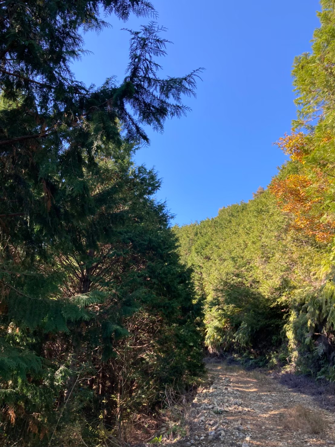 徳島の森をイチから整備！株式会社SOLABLEフォレスト ／ カーボンクレジット創出者インタビュー - Sustineri｜GHG算定・カーボンニュートラル化支援SaaS